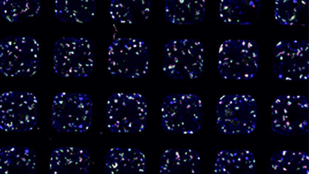 Robots Are Growing Mini Human Organs From Stem Cells – Cellf Solutions ...